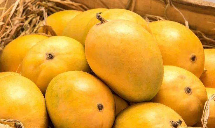 The Aamba Ghar - Buy Alphonso Mangoes Online in Pune | Devgad ...